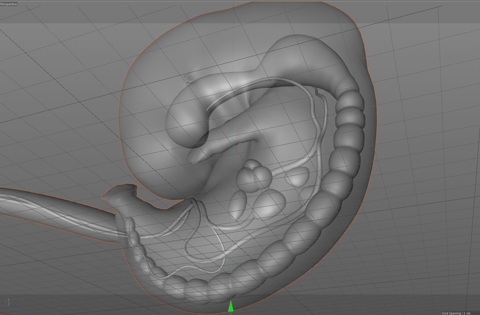 3D model Human embryo fetus with internal organs Animation of ...