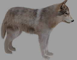 Wolf 3D Models | CGTrader