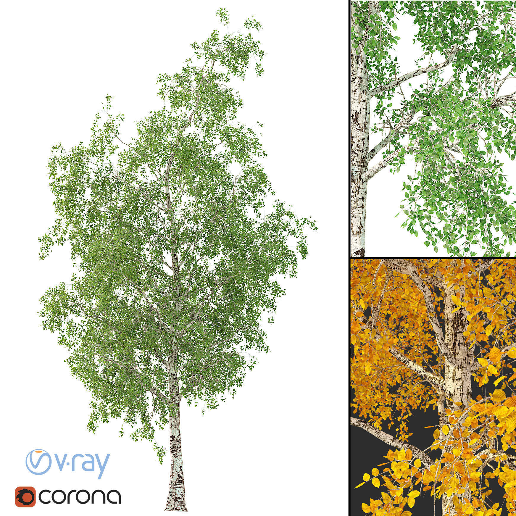 Birch Tree 3d Model No 2 3 seasons 3D model | CGTrader