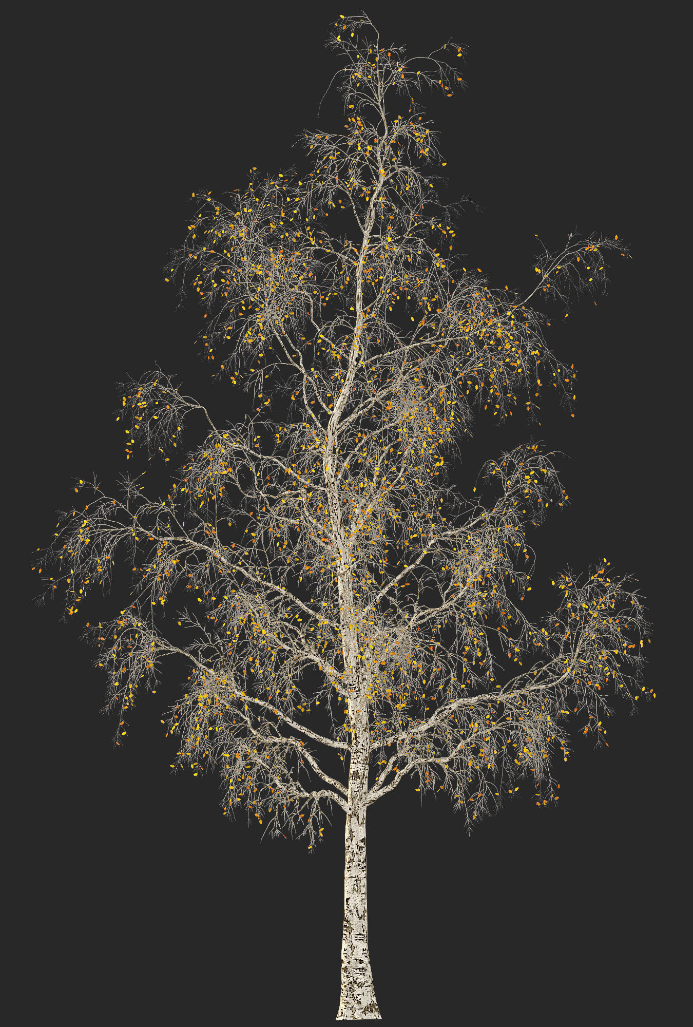 Birch Tree 3d Model No 3 3 seasons 3D model | CGTrader