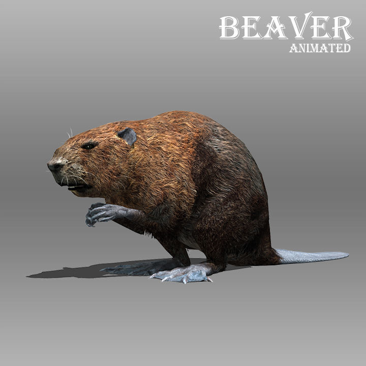 3D model Beaver Animated VR / AR / low-poly rigged animated | CGTrader