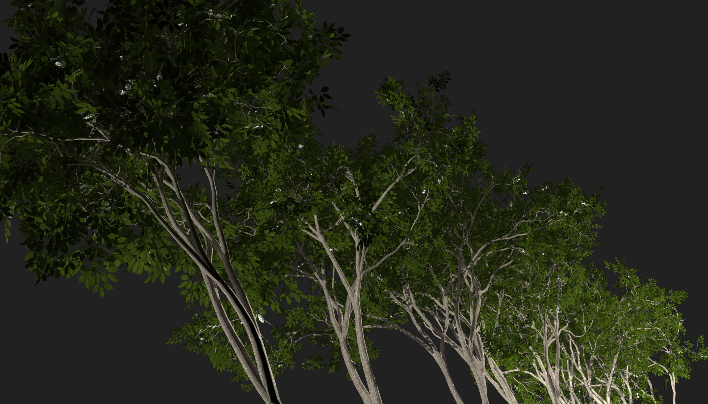 3D model Deciduous tree 3D model VR / AR / low-poly | CGTrader