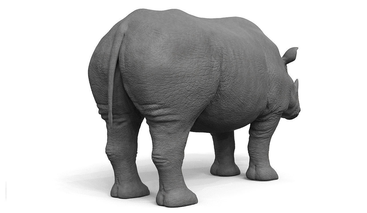 High Res Rhino 3D model | CGTrader