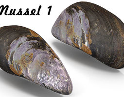 Mussel 3D Models | CGTrader