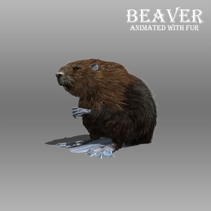 Beaver Animated with Fur 3D model animated rigged | CGTrader