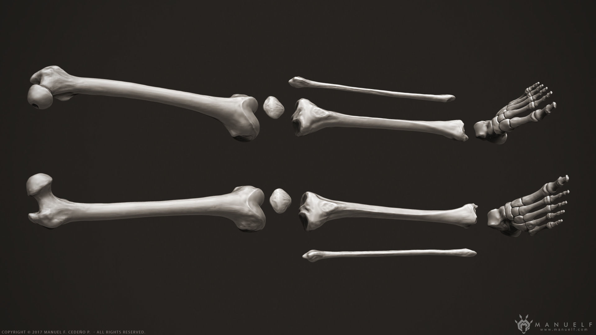 3D Human Leg Bones 3D model | CGTrader