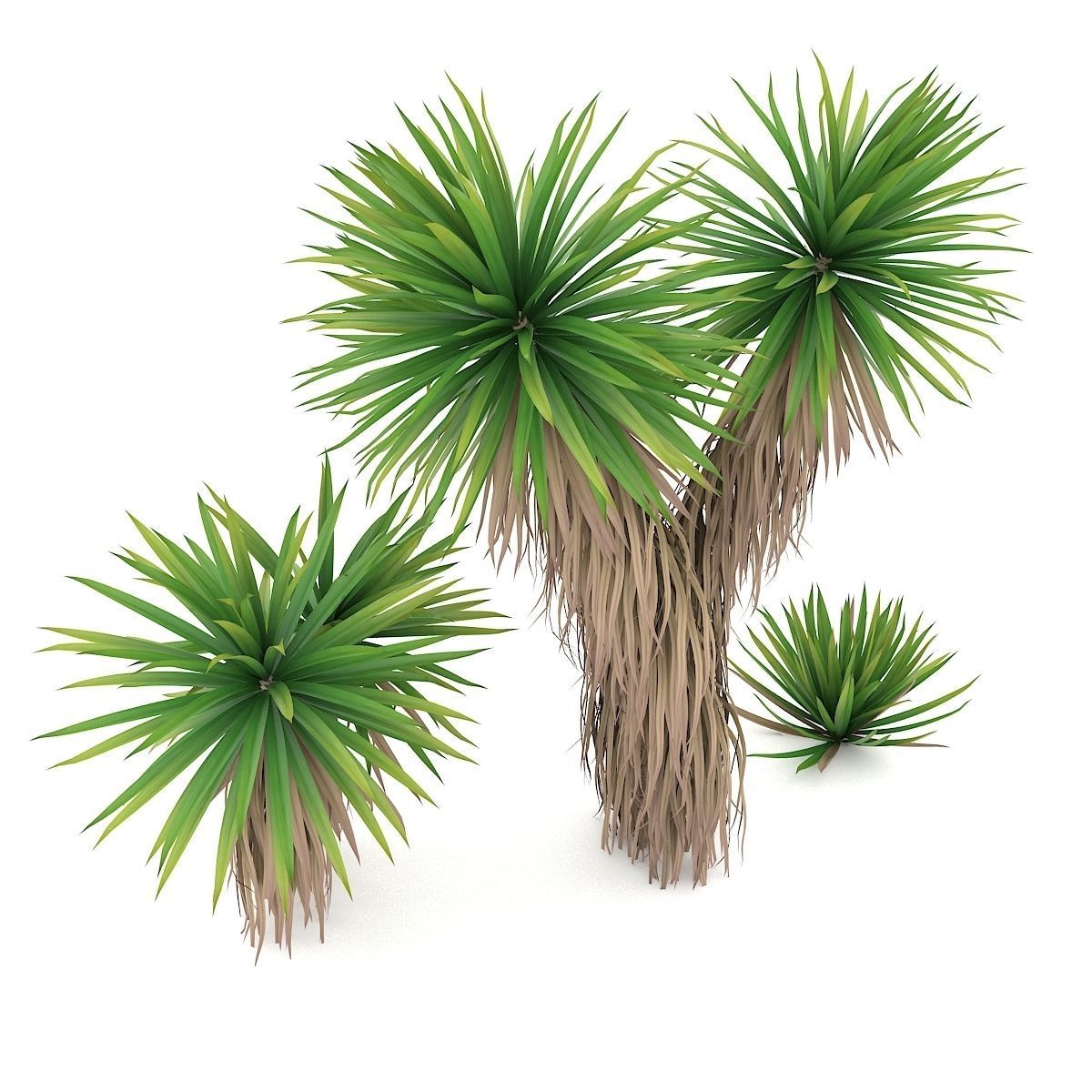 Yucca three joshua trees 3D model | CGTrader