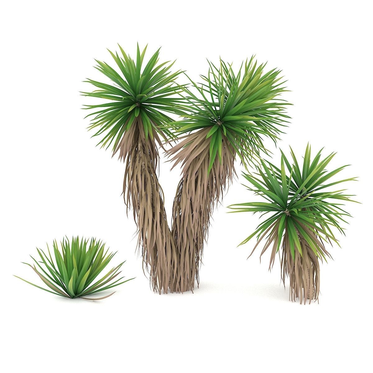 Yucca three joshua trees 3D model | CGTrader