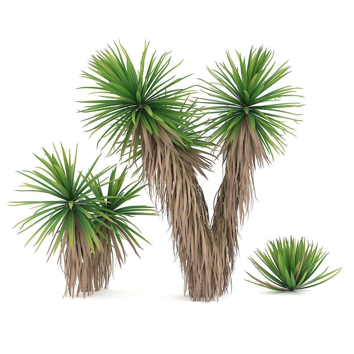Yucca three joshua trees 3D model | CGTrader