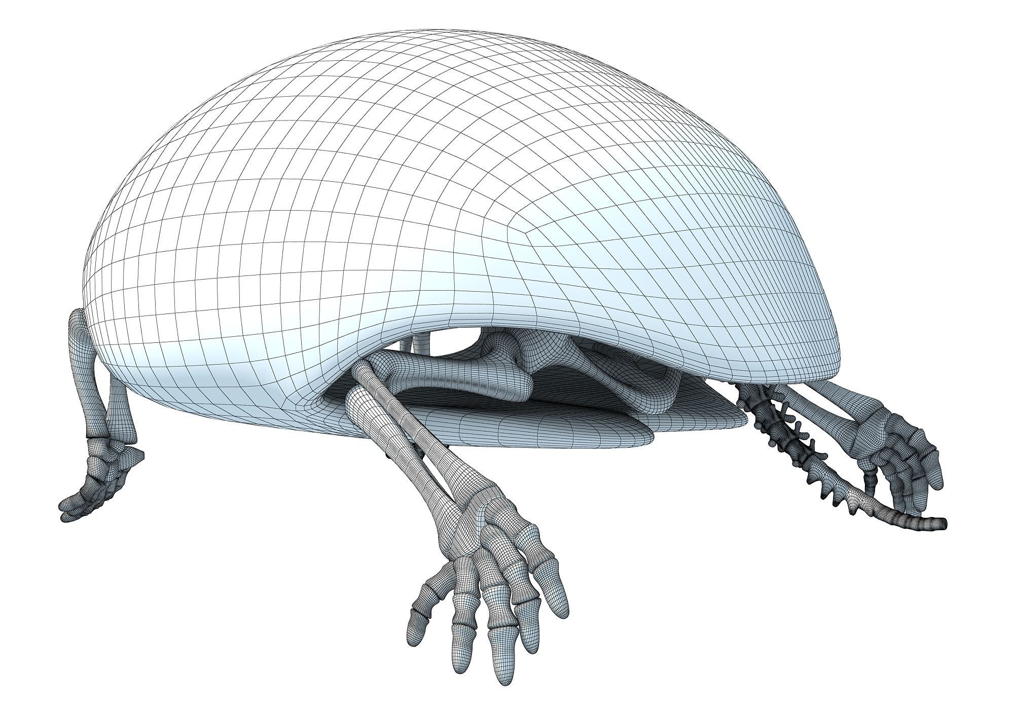 Turtle Skeleton with Cutaway Shell 3D model | CGTrader