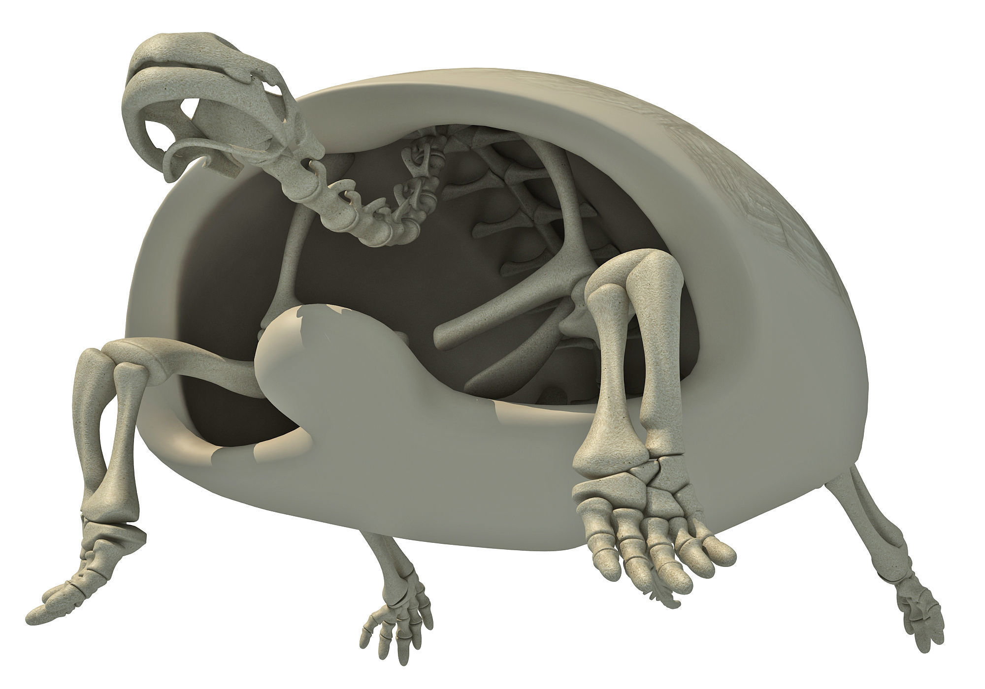 Turtle Skeleton with Cutaway Shell 3D model | CGTrader