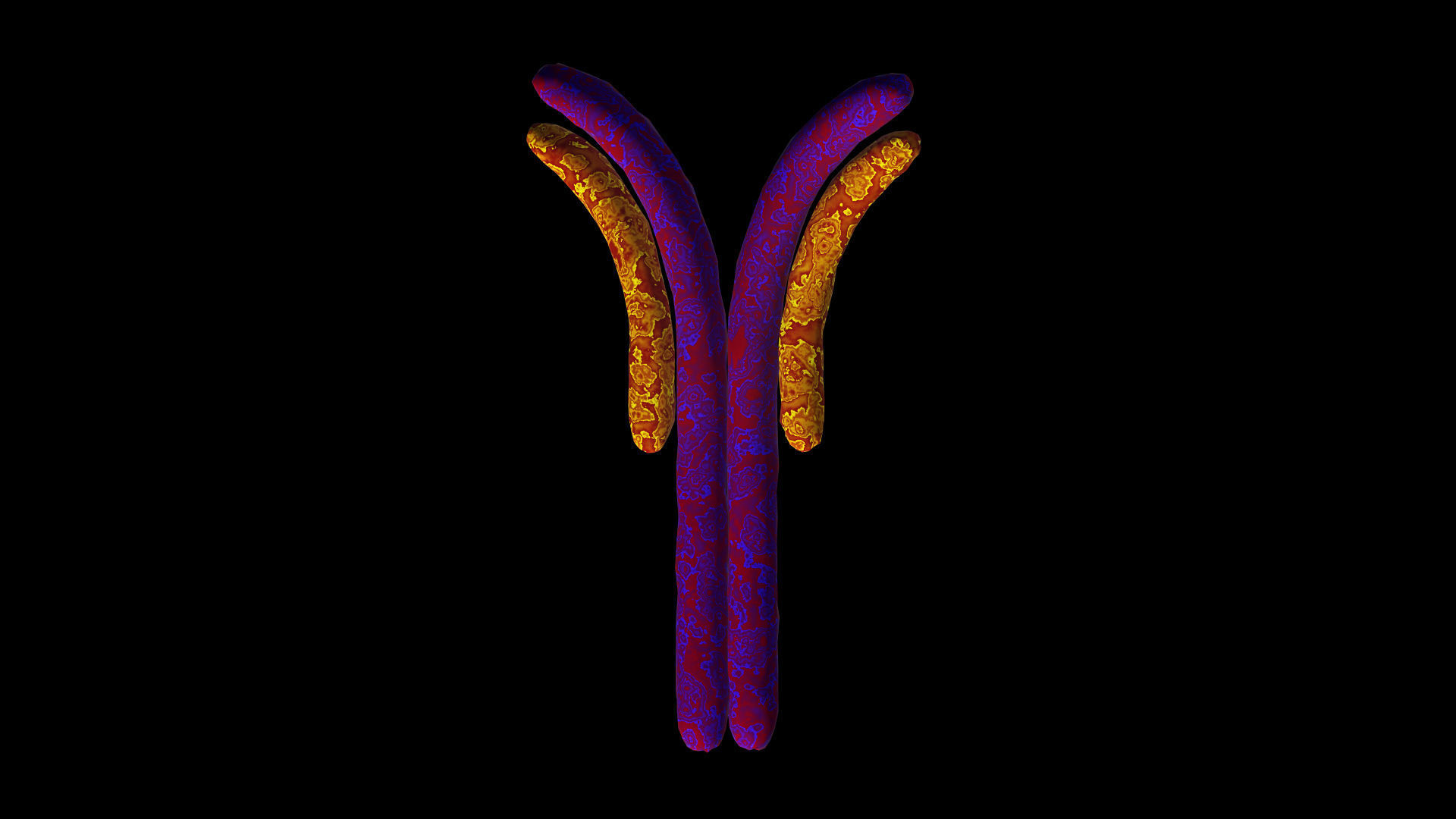 3D model Antibody Anatomy Immune biology Cell Human system VR / AR ...
