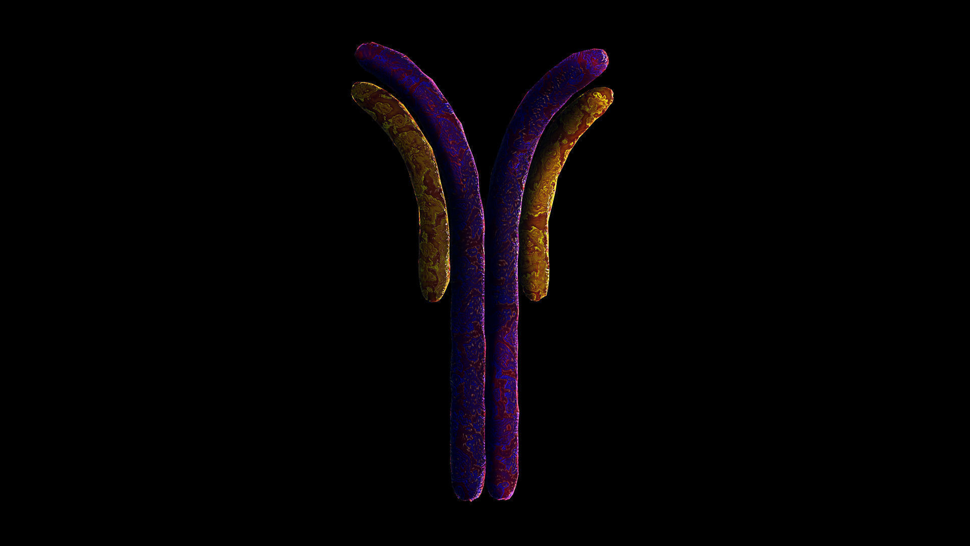 3D model Antibody Anatomy Immune biology Cell Human system VR / AR ...