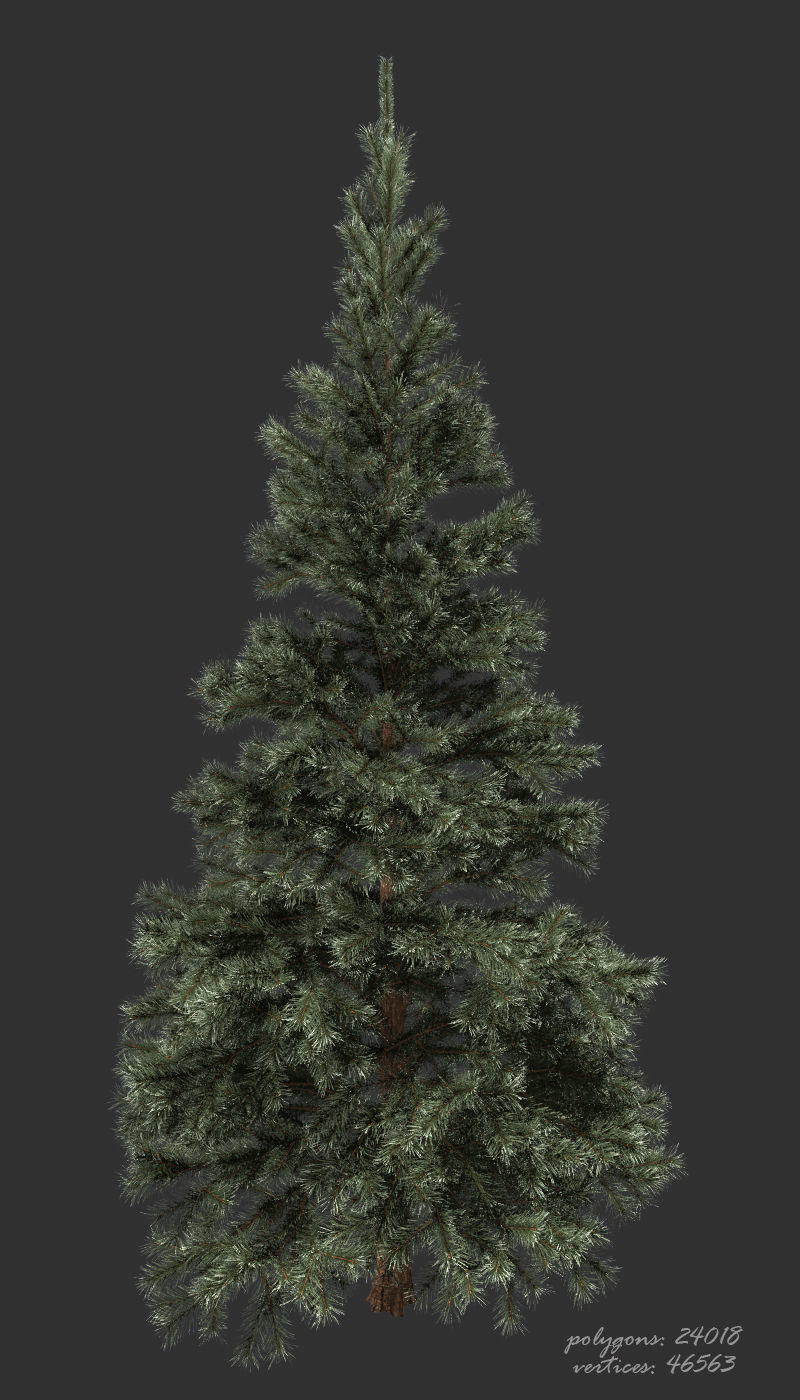 3D model Tree fir 3D model VR / AR / low-poly | CGTrader