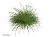 3D model of Grass 05 3D model | CGTrader