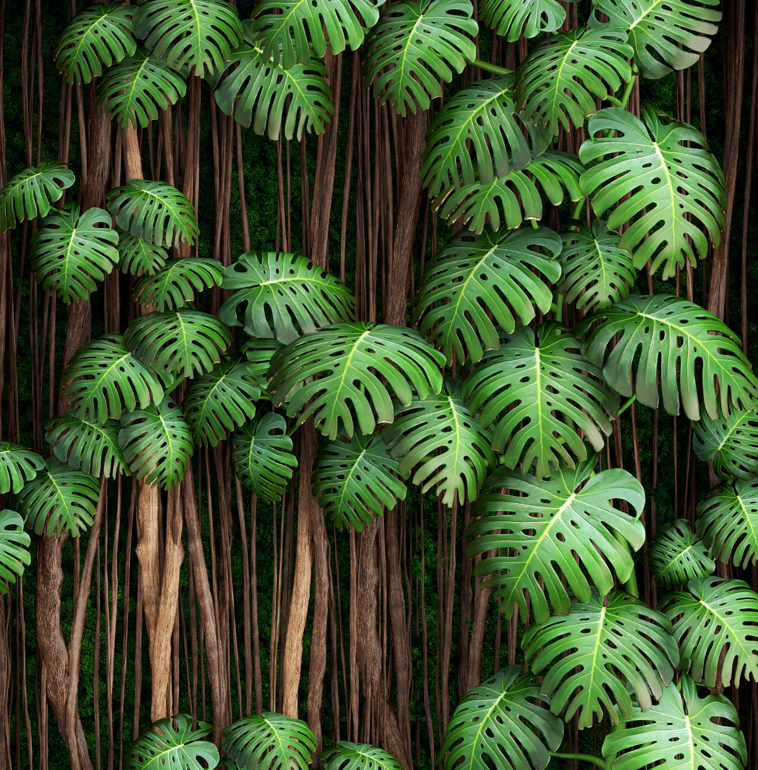 Vertical gardening Monstera 3D model | CGTrader