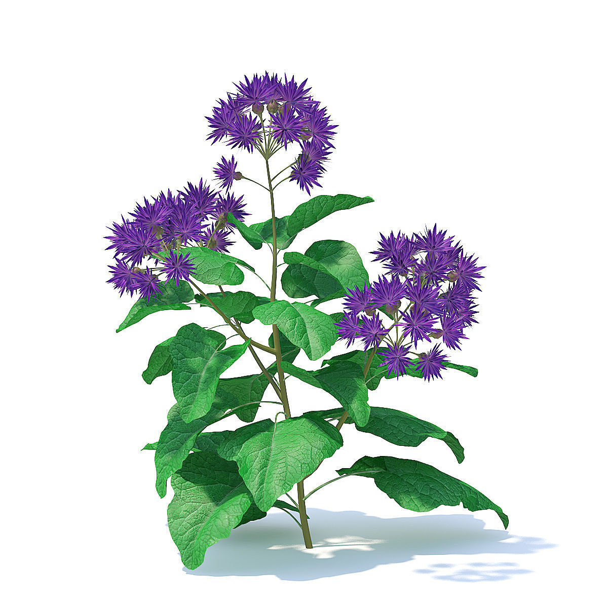 Thistle 3D Model plant 3D model | CGTrader
