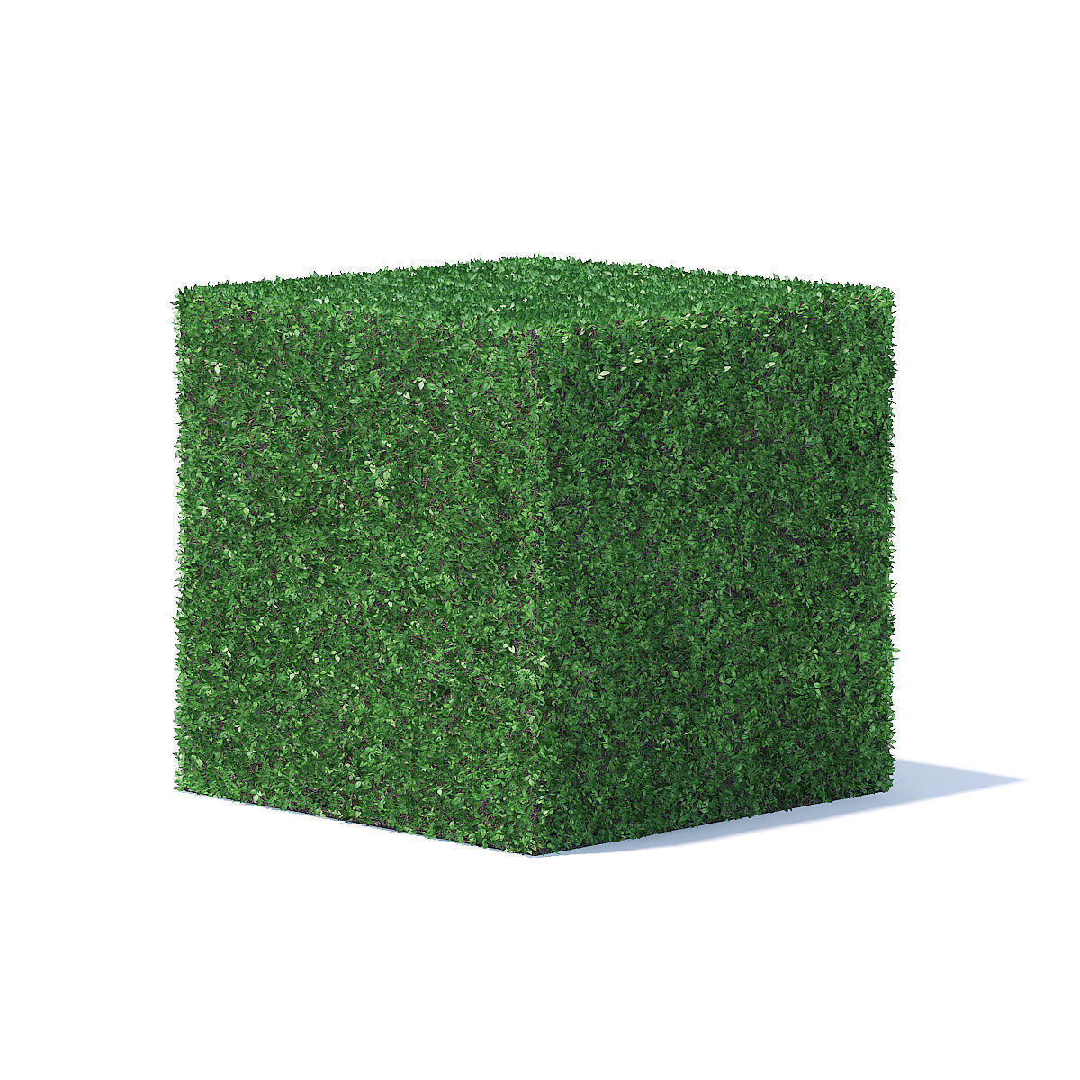 Cube Shaped Hedge 3D model | CGTrader