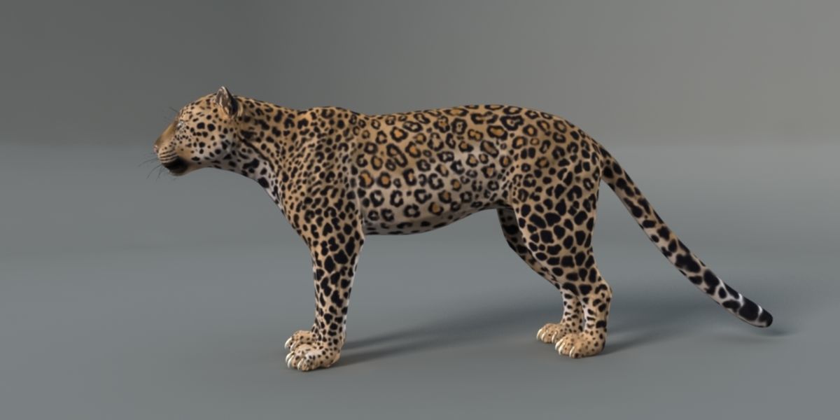 Rigged Leopard Maya 3D Model with 2K Textures 3D model rigged | CGTrader