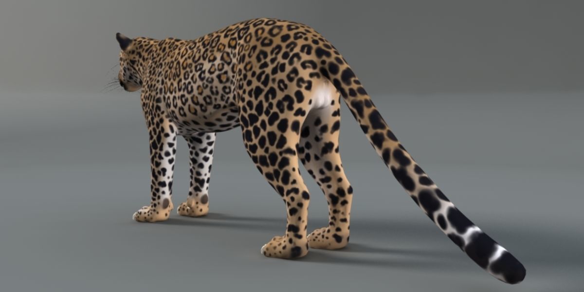 Rigged Leopard Maya 3D Model with 2K Textures 3D model rigged | CGTrader
