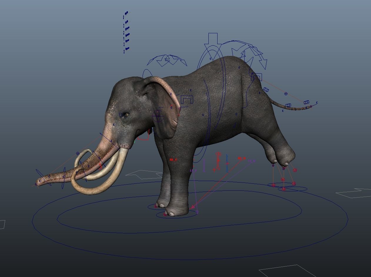 3D model Asiatic Elephant Rig VR / AR / low-poly | CGTrader