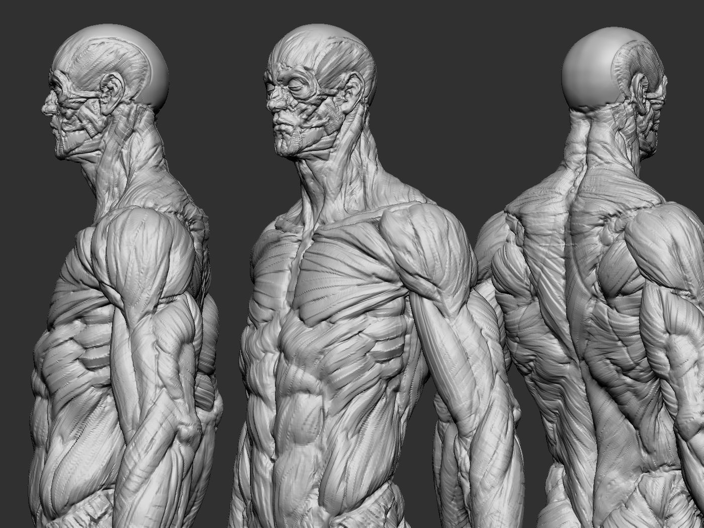 Anatomy human 3D model 3D printable | CGTrader
