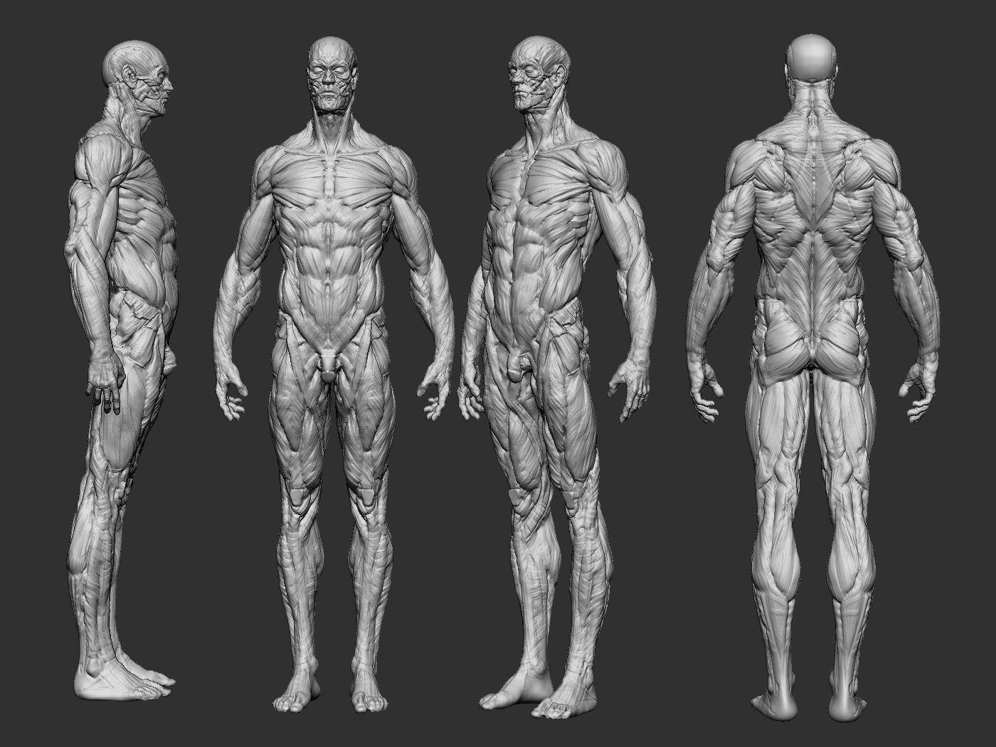 Anatomy human 3D model 3D printable | CGTrader