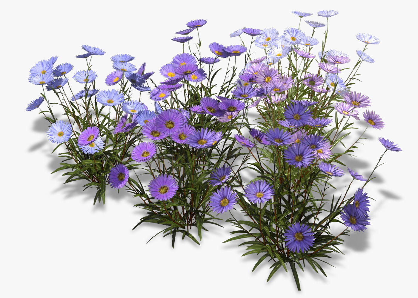 Flowers Alpine Aster 3D model | CGTrader