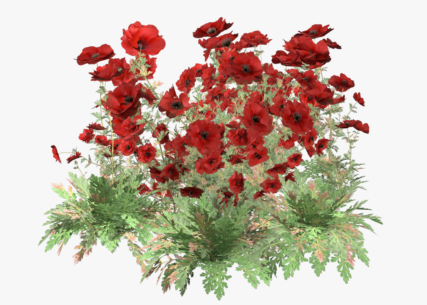 3D model Flowers poppy 3D model VR / AR / low-poly | CGTrader