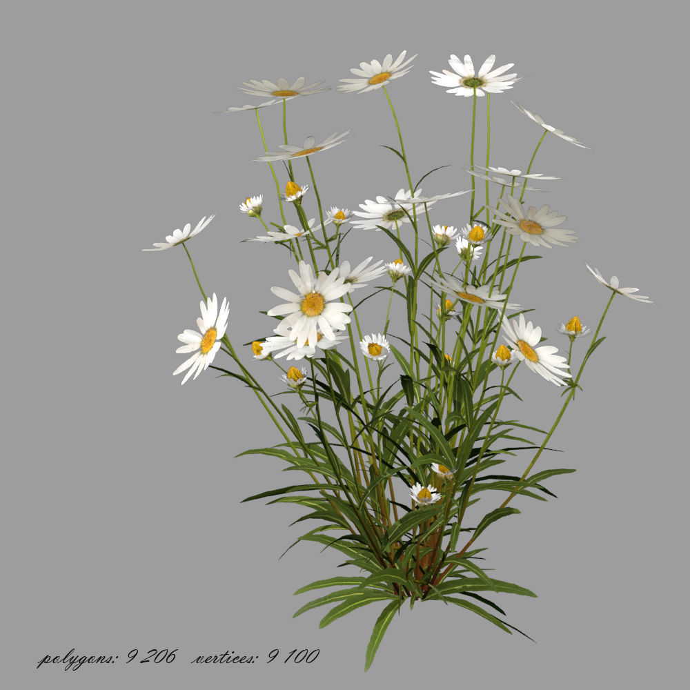 3D model Flowers Chamomile 3D model VR / AR / low-poly | CGTrader