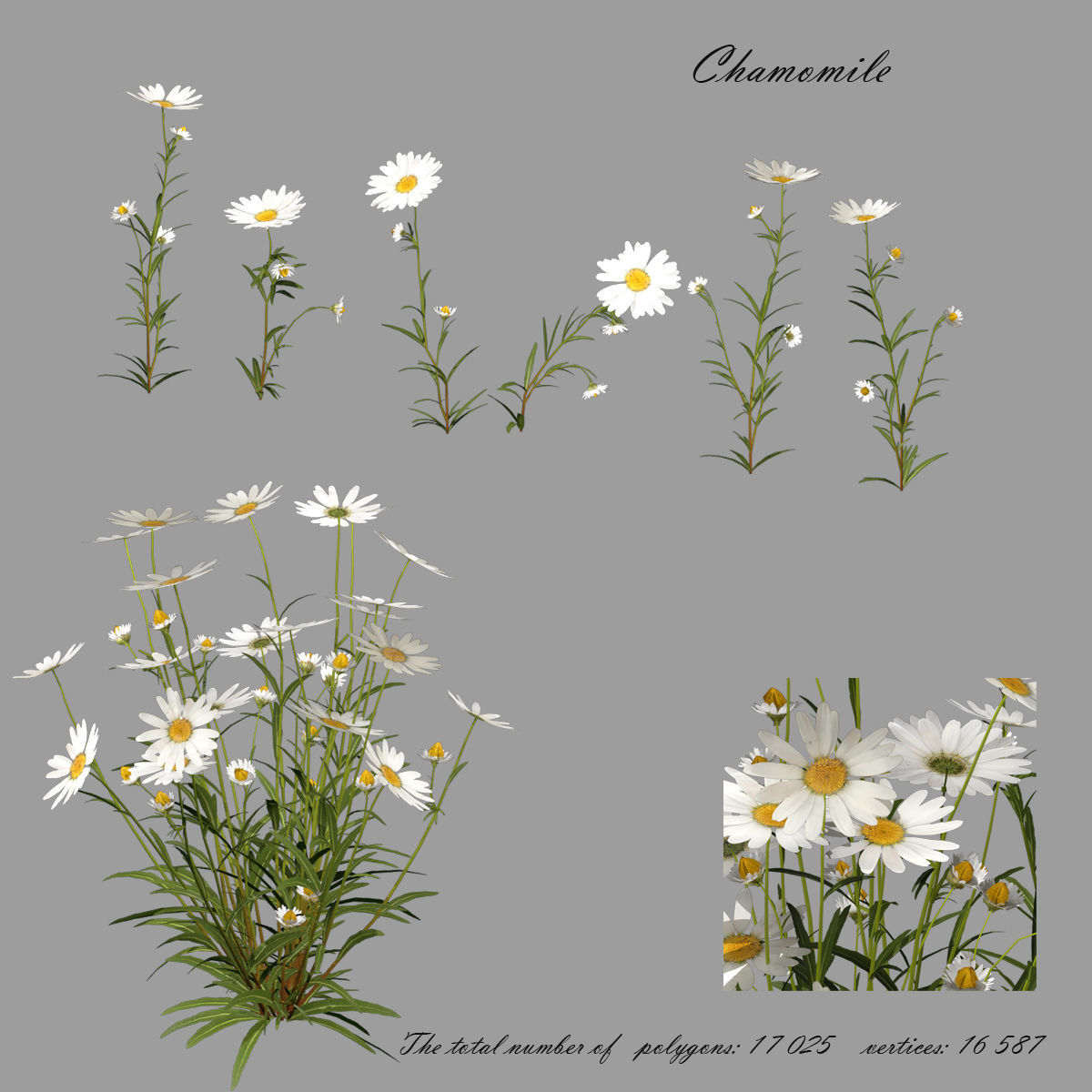 3D model Flowers Chamomile 3D model VR / AR / low-poly | CGTrader