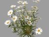 3D model Flowers Chamomile 3D model VR / AR / low-poly | CGTrader