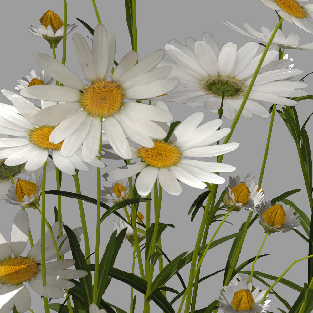 3D model Flowers Chamomile 3D model VR / AR / low-poly | CGTrader