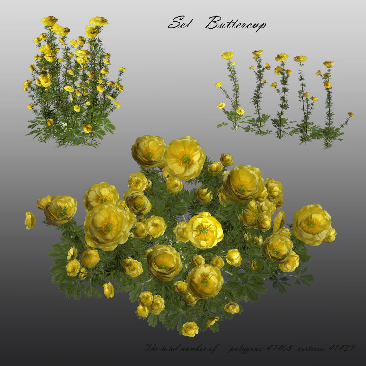 3D model Flowers Buttercup 3D model VR / AR / low-poly | CGTrader