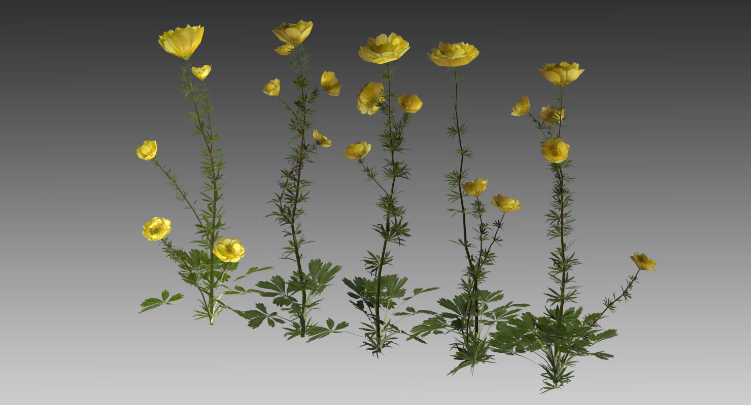 3D model Flowers Buttercup 3D model VR / AR / low-poly | CGTrader