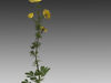 3D model Flowers Buttercup 3D model VR / AR / low-poly | CGTrader