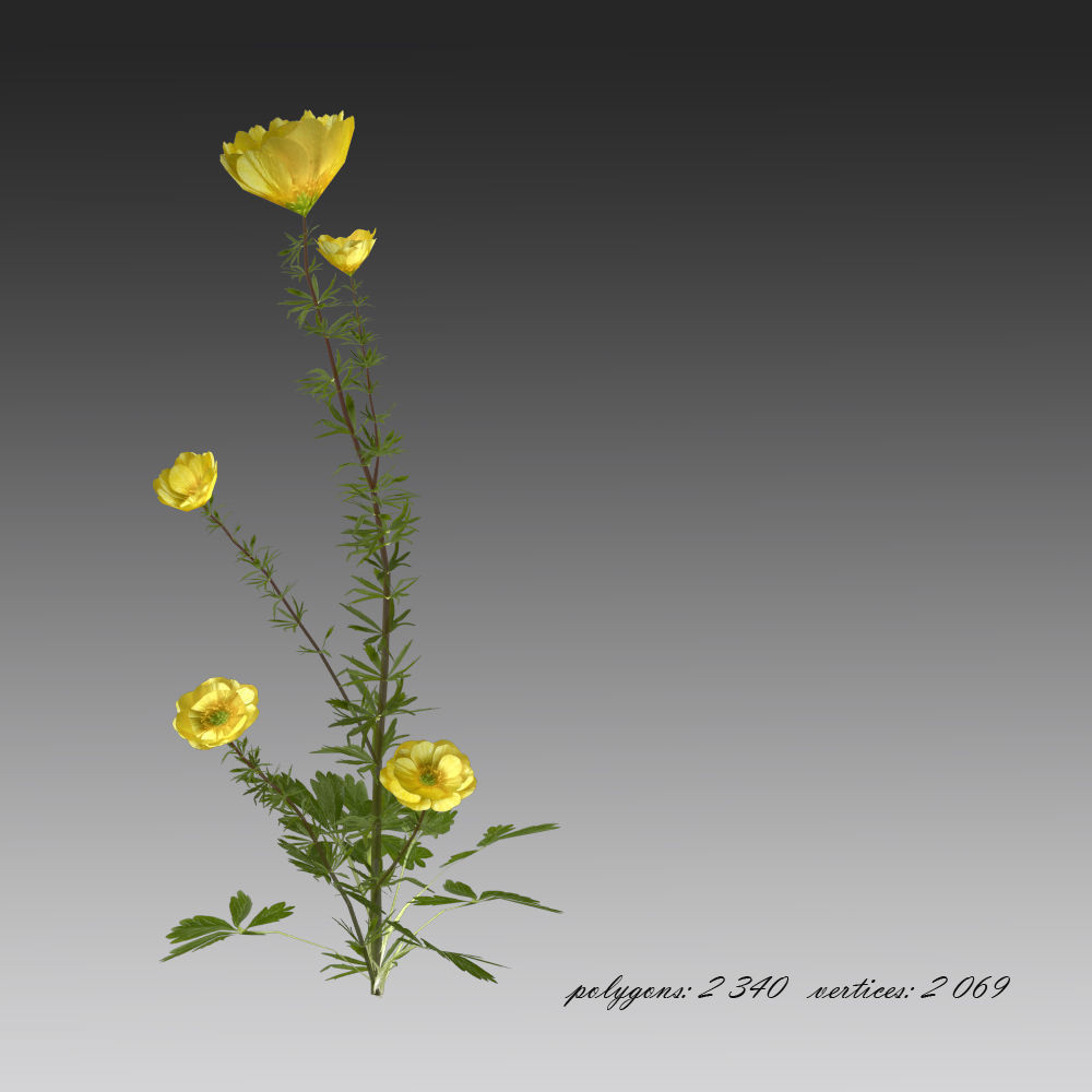 3D model Flowers Buttercup 3D model VR / AR / low-poly | CGTrader