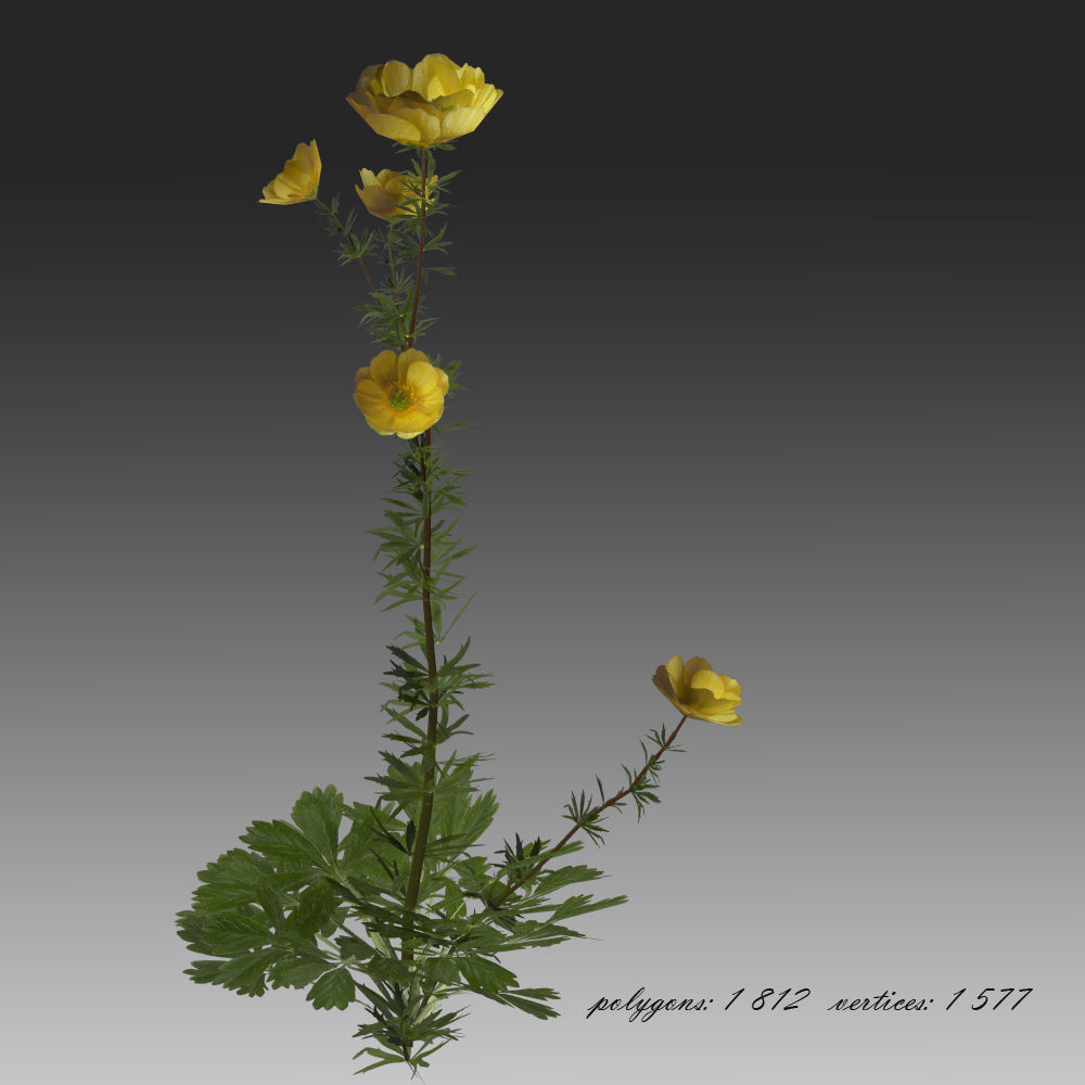 3D model Flowers Buttercup 3D model VR / AR / low-poly | CGTrader