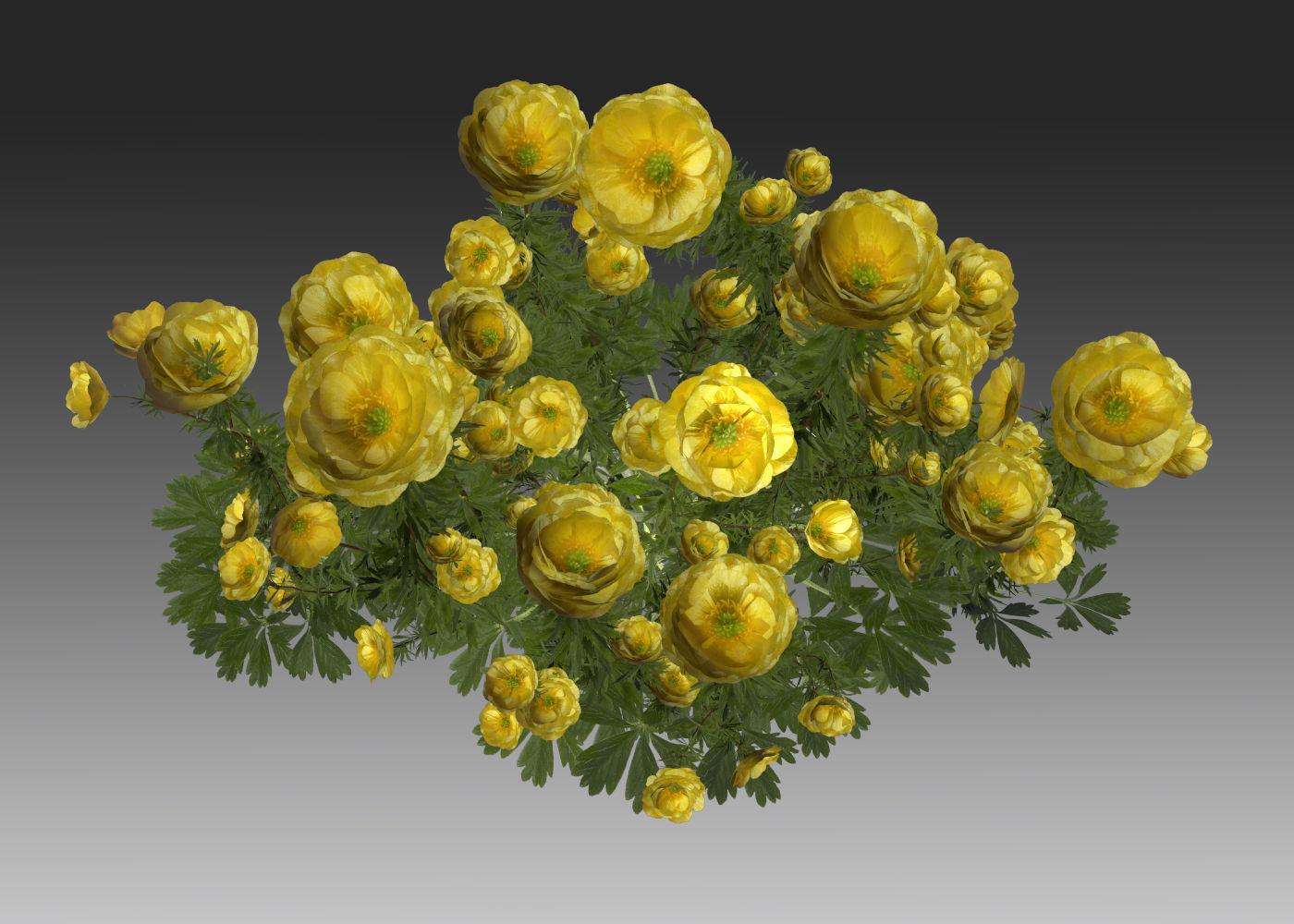 3D model Flowers Buttercup 3D model VR / AR / low-poly | CGTrader
