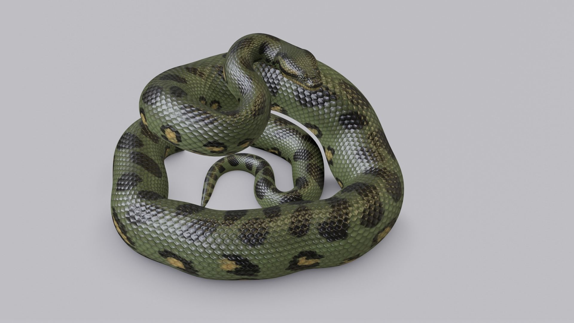 3D model Animated Green Anaconda VR / AR / low-poly rigged animated ...