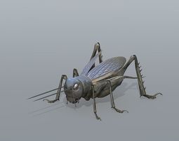 Cricket 3D Models | CGTrader