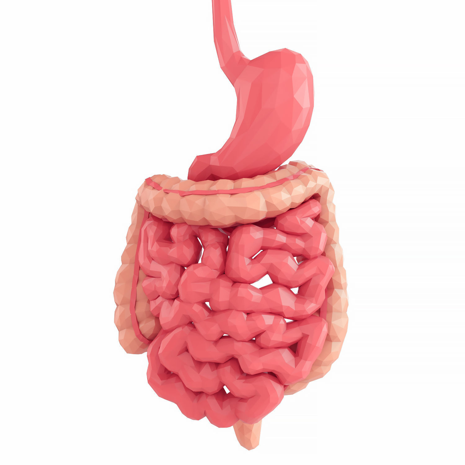 3D model Intestines and Stomach VR / AR / low-poly | CGTrader