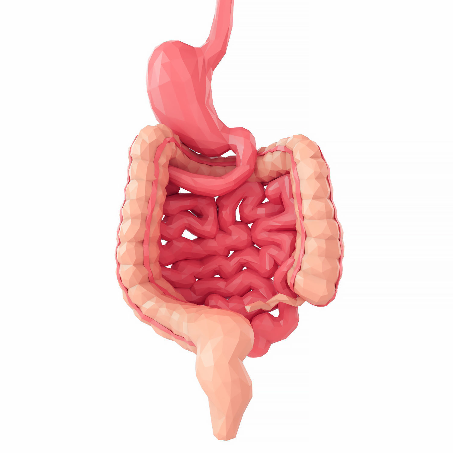 3D model Intestines and Stomach VR / AR / low-poly | CGTrader