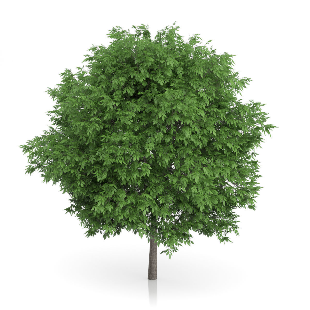 Common Walnut Tree Juglans regia 3D model | CGTrader