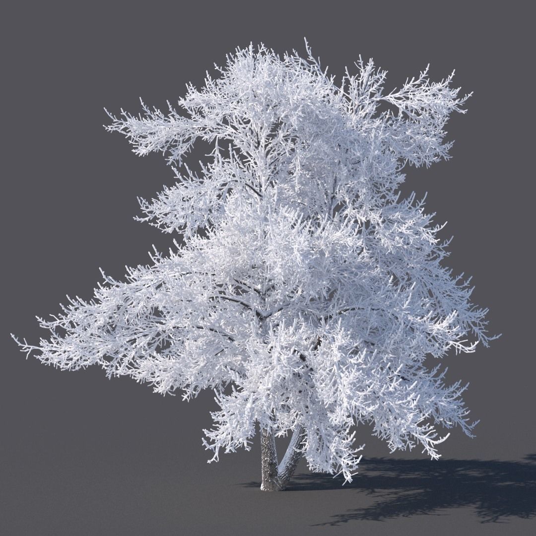 Winter tree 6 meters 3D model | CGTrader