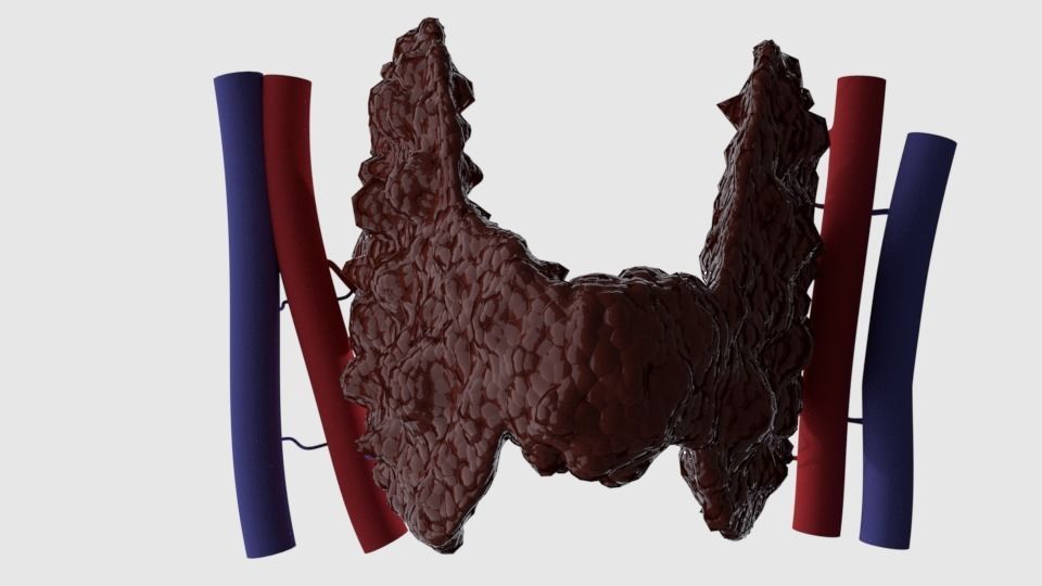 Human Thyroid 3D model | CGTrader