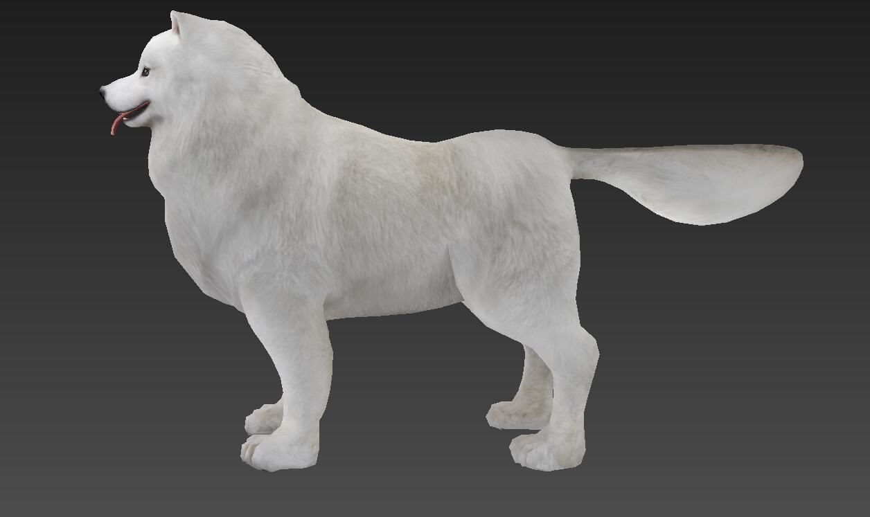 3D model Samoyed dog VR / AR / low-poly | CGTrader