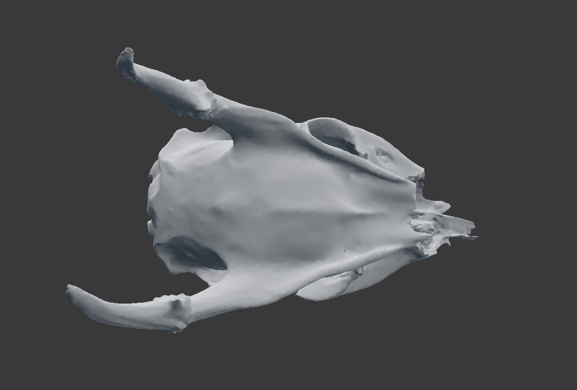 Muntjac Deer Skull 3D model | CGTrader
