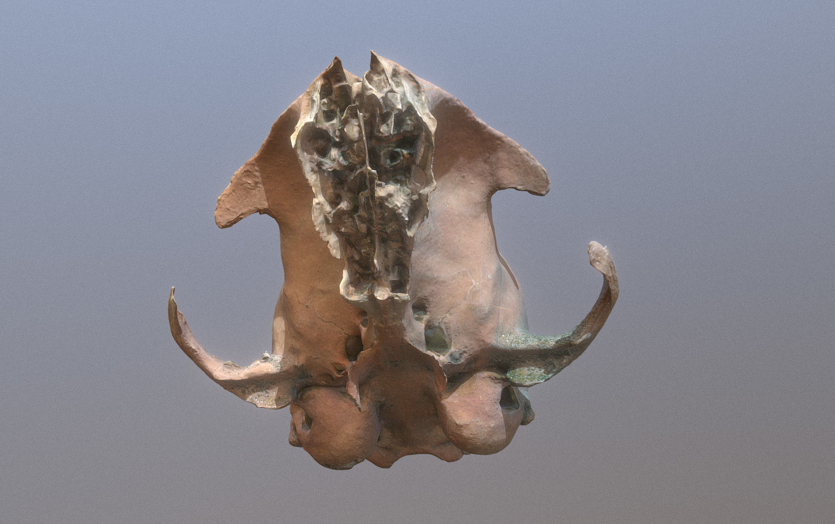 Photorealistic scanned small highpoly skull of rodent 3D model | CGTrader