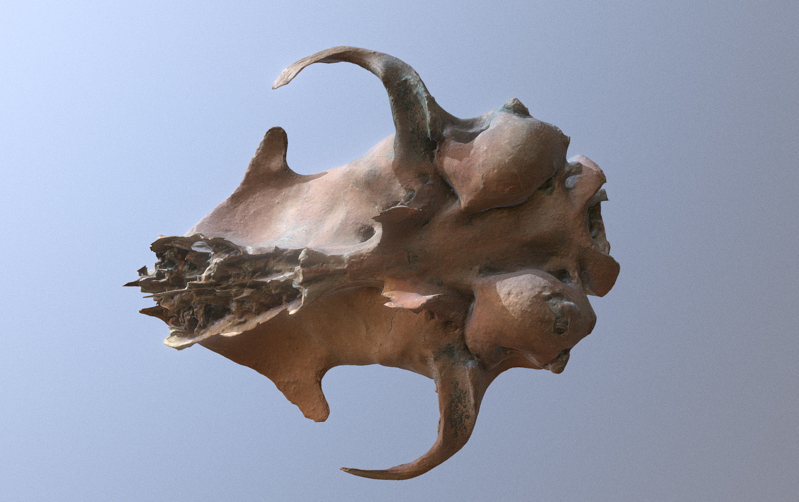 Photorealistic scanned small highpoly skull of rodent 3D model | CGTrader